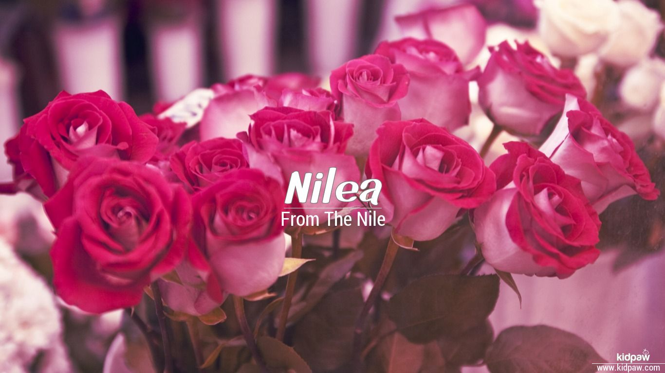 Nilea 3D Name Wallpaper for Mobile, Write Name on Photo Online