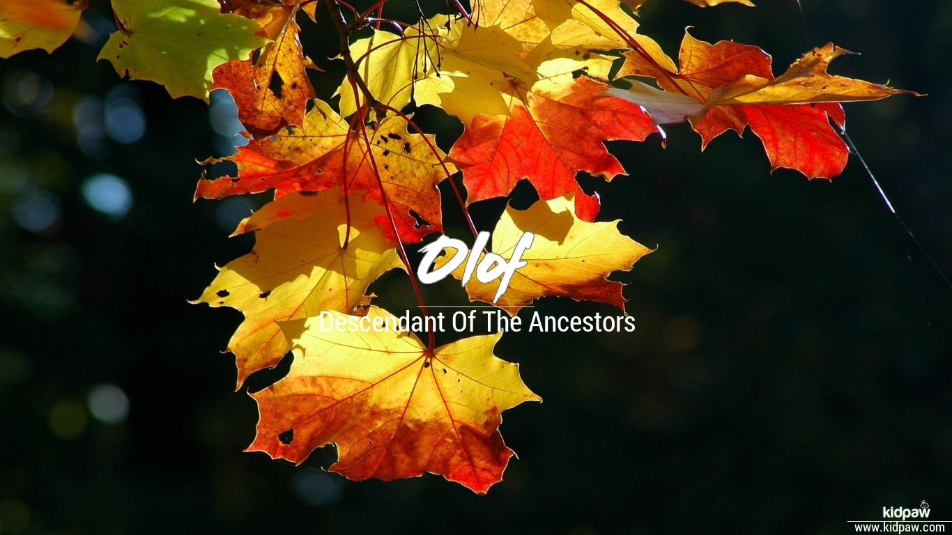 Olof 3D Name Wallpaper for Mobile, Write Name on Photo Online