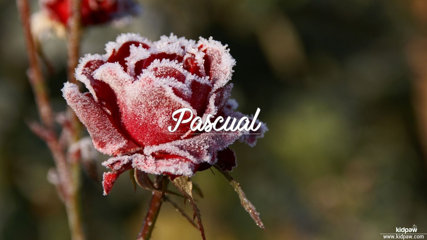 Pascual 3D Name Wallpaper for Mobile, Write Name on Photo Online