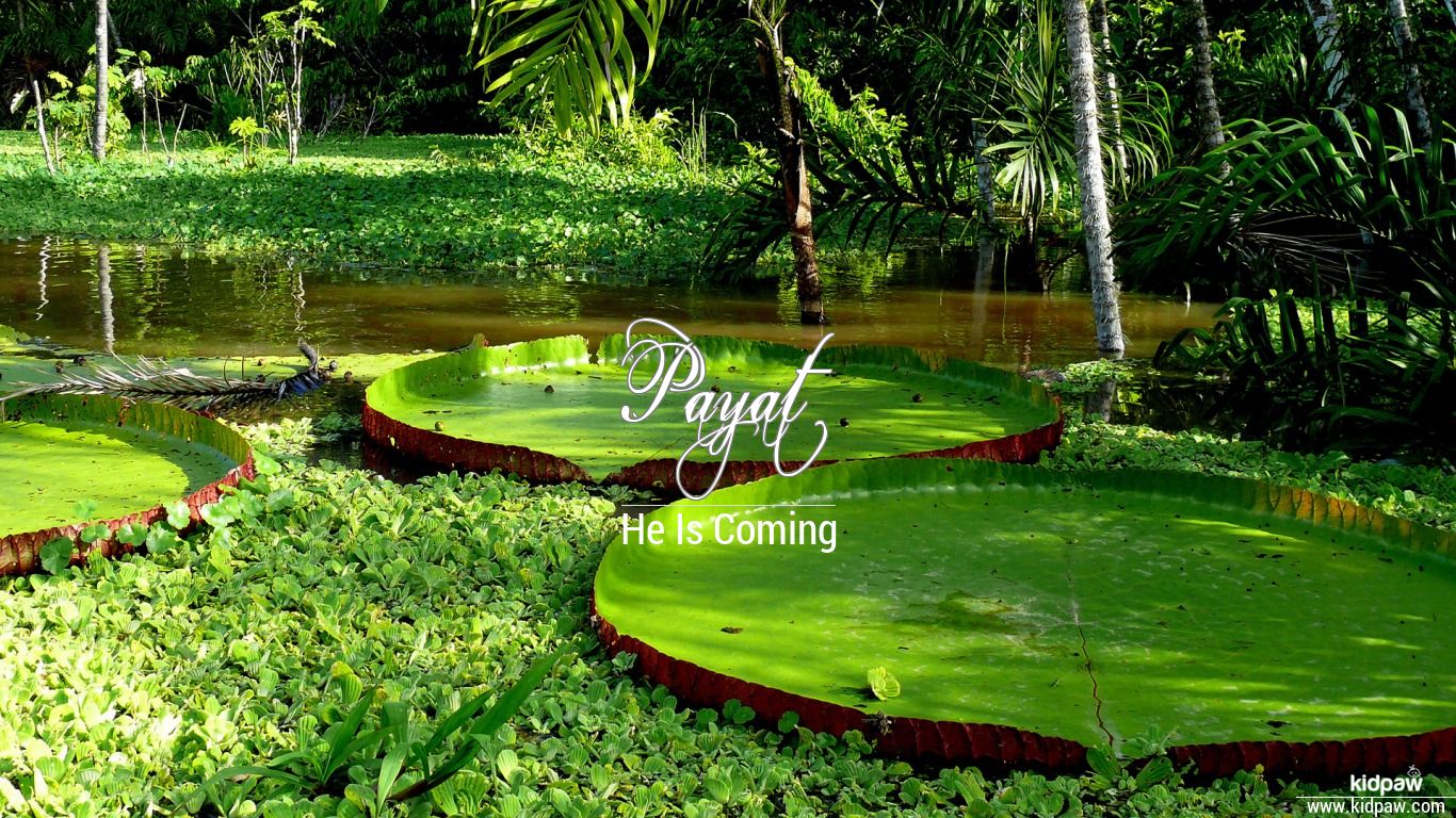 Payat 3D Name Wallpaper for Mobile, Write Name on Photo Online