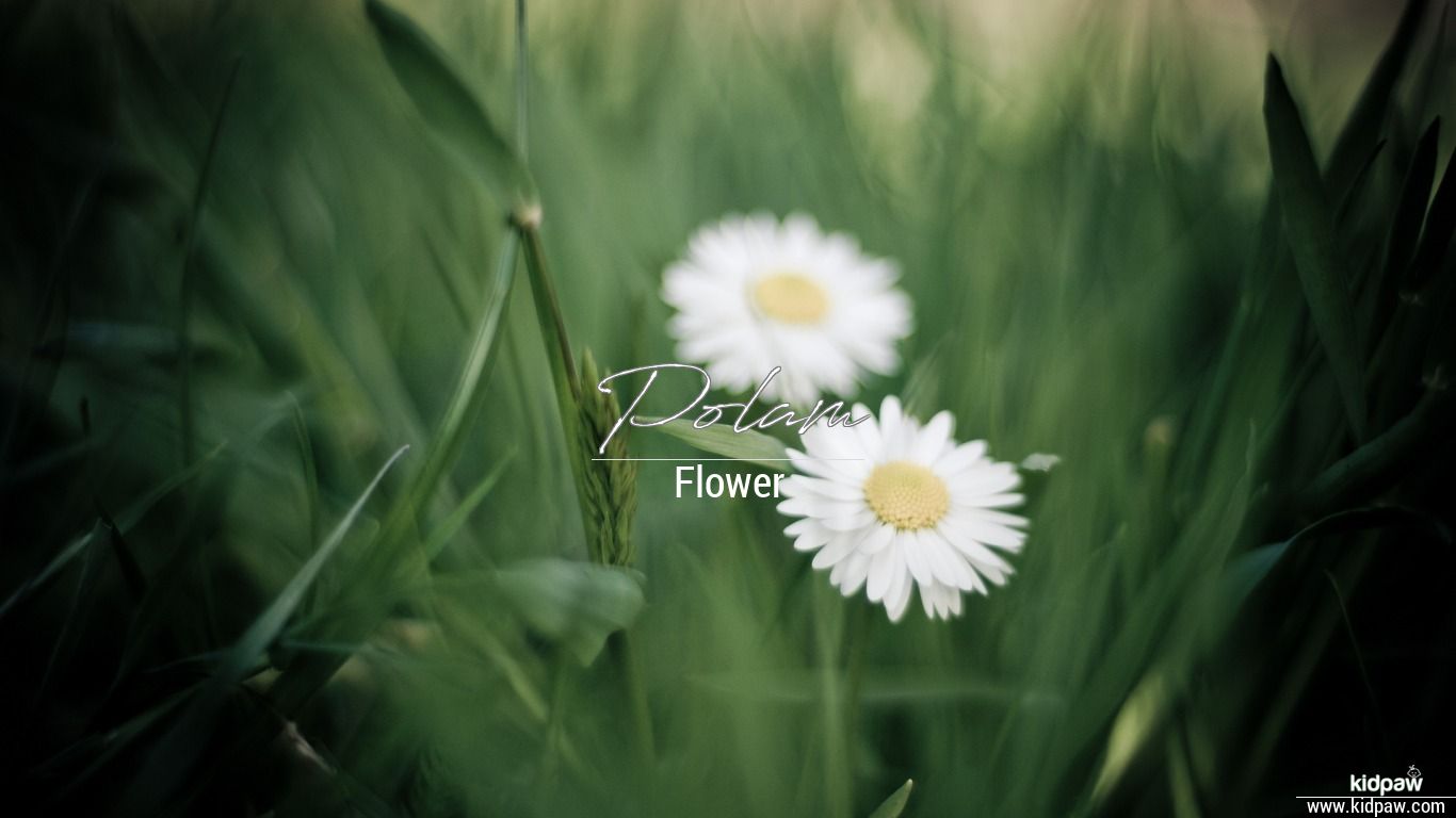 Polam 3D Name Wallpaper for Mobile, Write पोलम Name on Photo Online