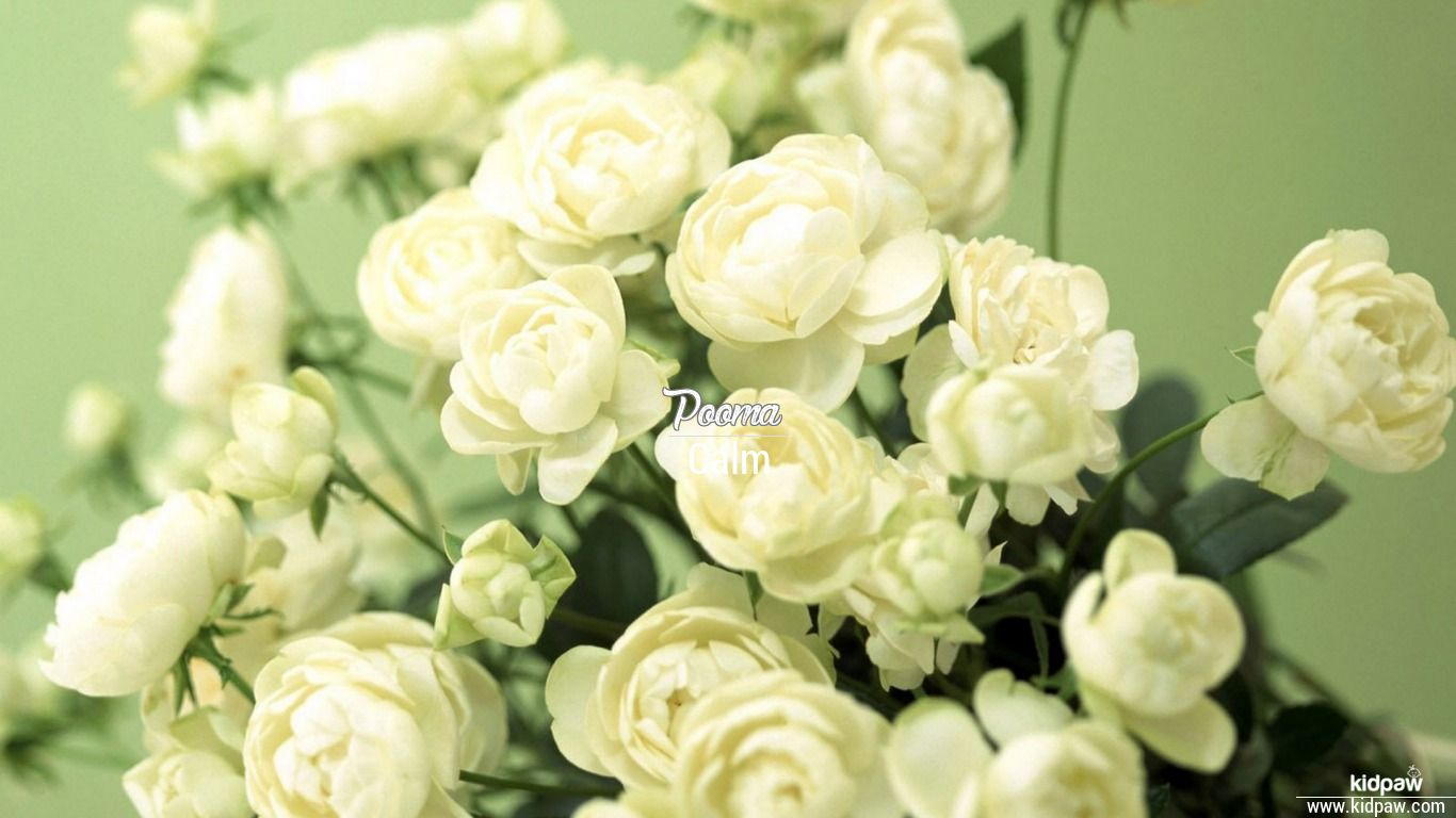 Pooma 3D Name Wallpaper for Mobile, Write पूमा Name on Photo Online