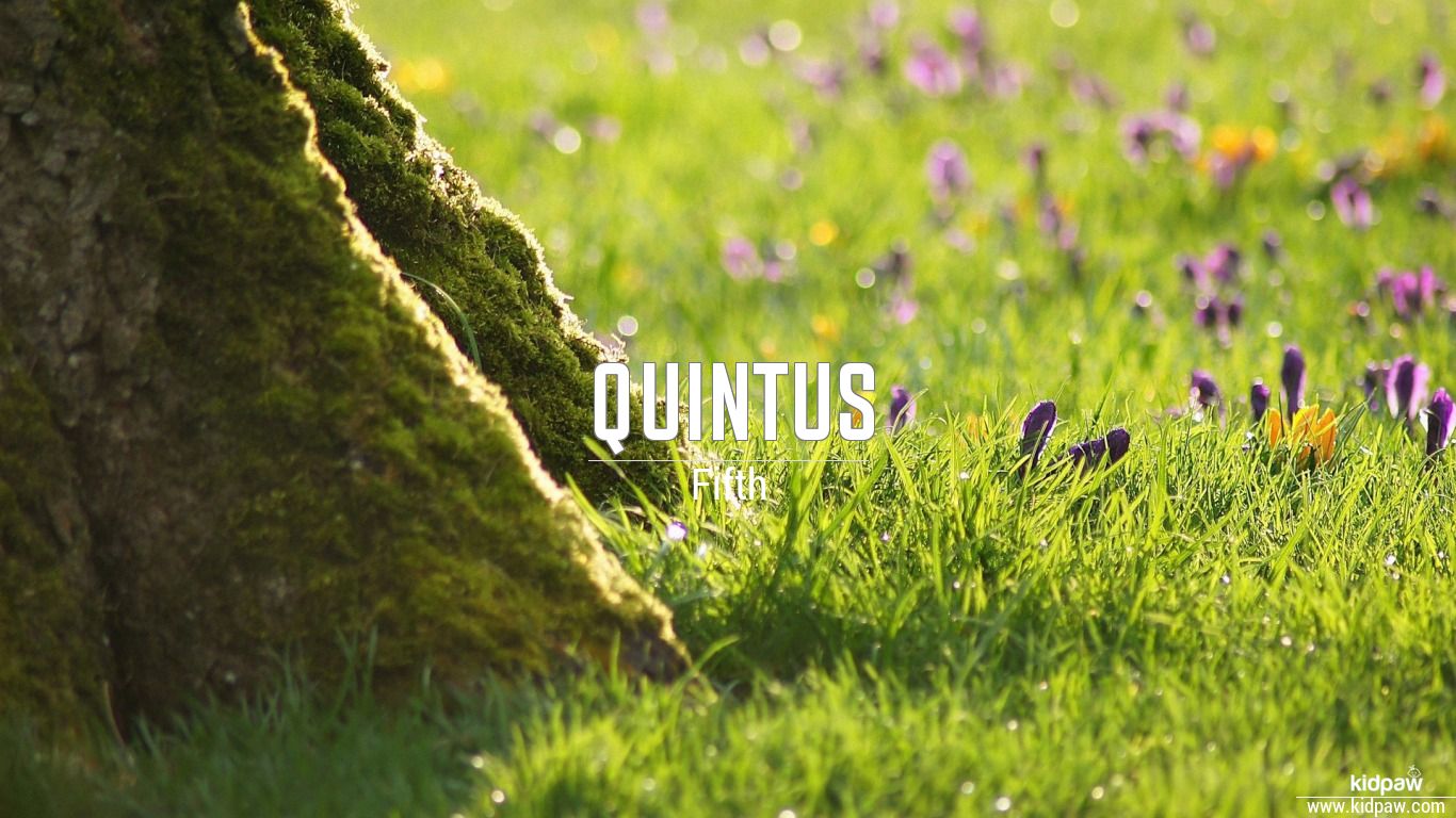 Quintus 3D Name Wallpaper for Mobile, Write Name on Photo Online