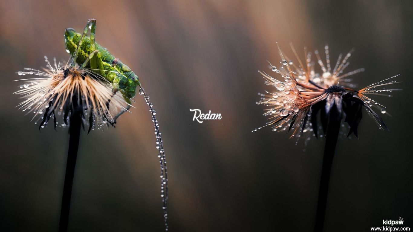 Redan 3D Name Wallpaper for Mobile, Write रेडन Name on Photo Online
