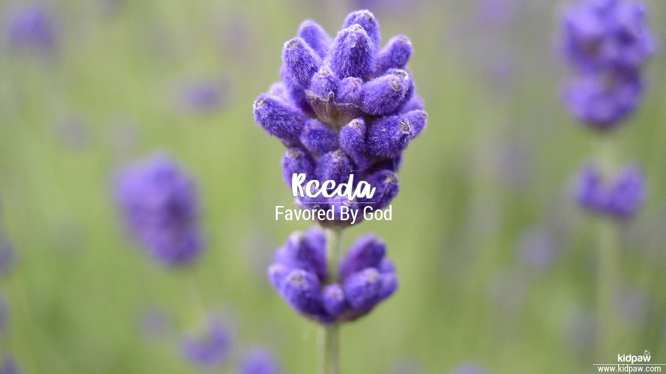 Reeda Name Meaning in English & Urdu, Origin, Luck Number