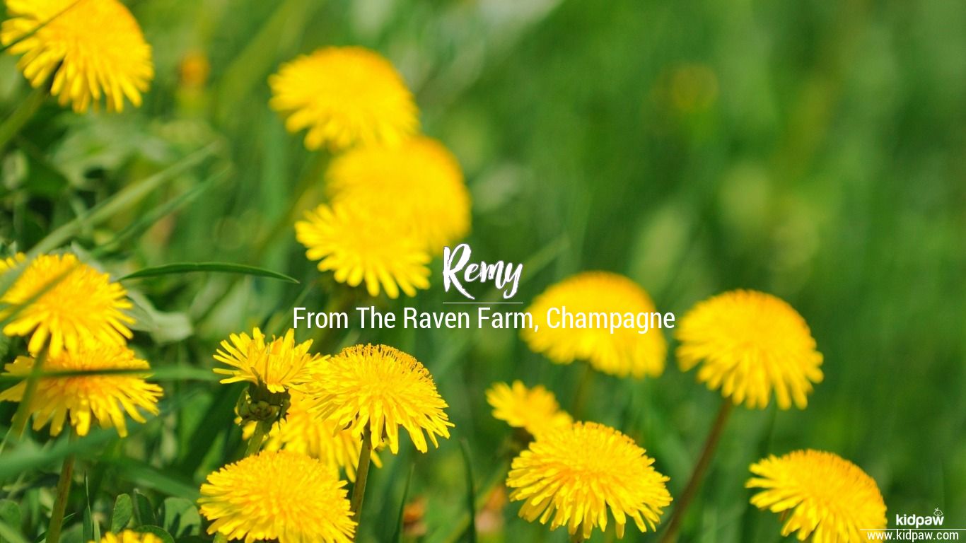 Remy 3D Name Wallpaper for Mobile, Write रम्य Name on Photo Online