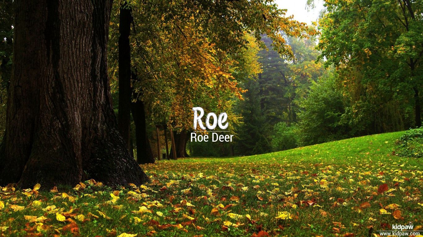 Roe 3D Name Wallpaper for Mobile, Write Name on Photo Online