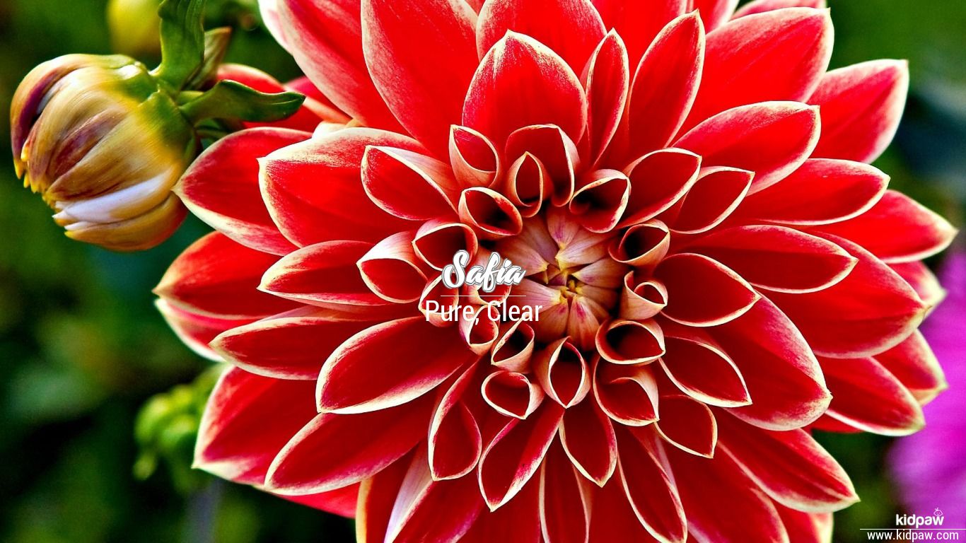 Safia 3D Name Wallpaper for Mobile, Write صفیہ Name on Photo Online