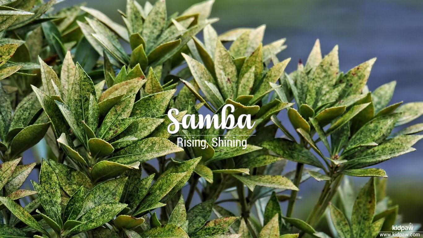 सांबा | Samba Name Meaning in Hindi & English, Rashi, Nakshatra, Origin ...