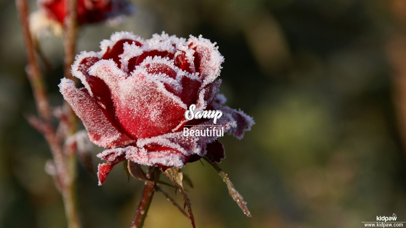 Sarup 3D Name Wallpaper for Mobile, Write सरूप Name on Photo Online