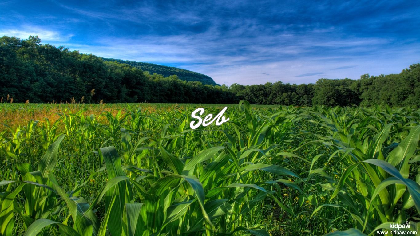 Seb 3D Name Wallpaper for Mobile, Write Name on Photo Online