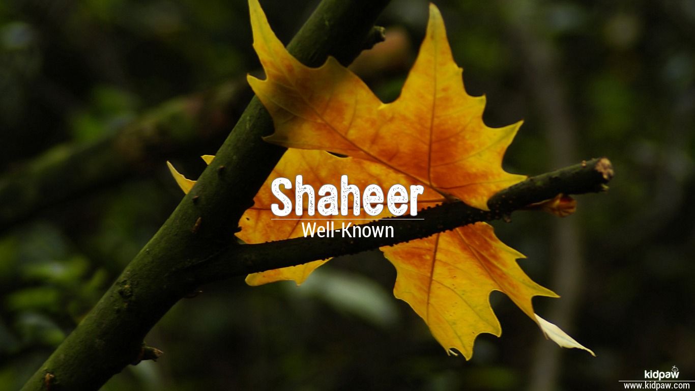 Shaheer Name Meaning in English & Urdu, Origin, Luck Number