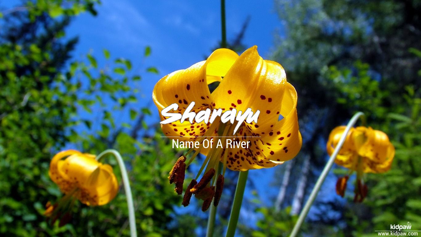 Sharayu 3D Name Wallpaper for Mobile, Write शरयुं Name on Photo Online
