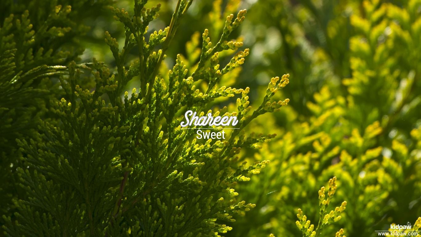 Shareen Name Meaning in English & Urdu, Origin, Luck Number