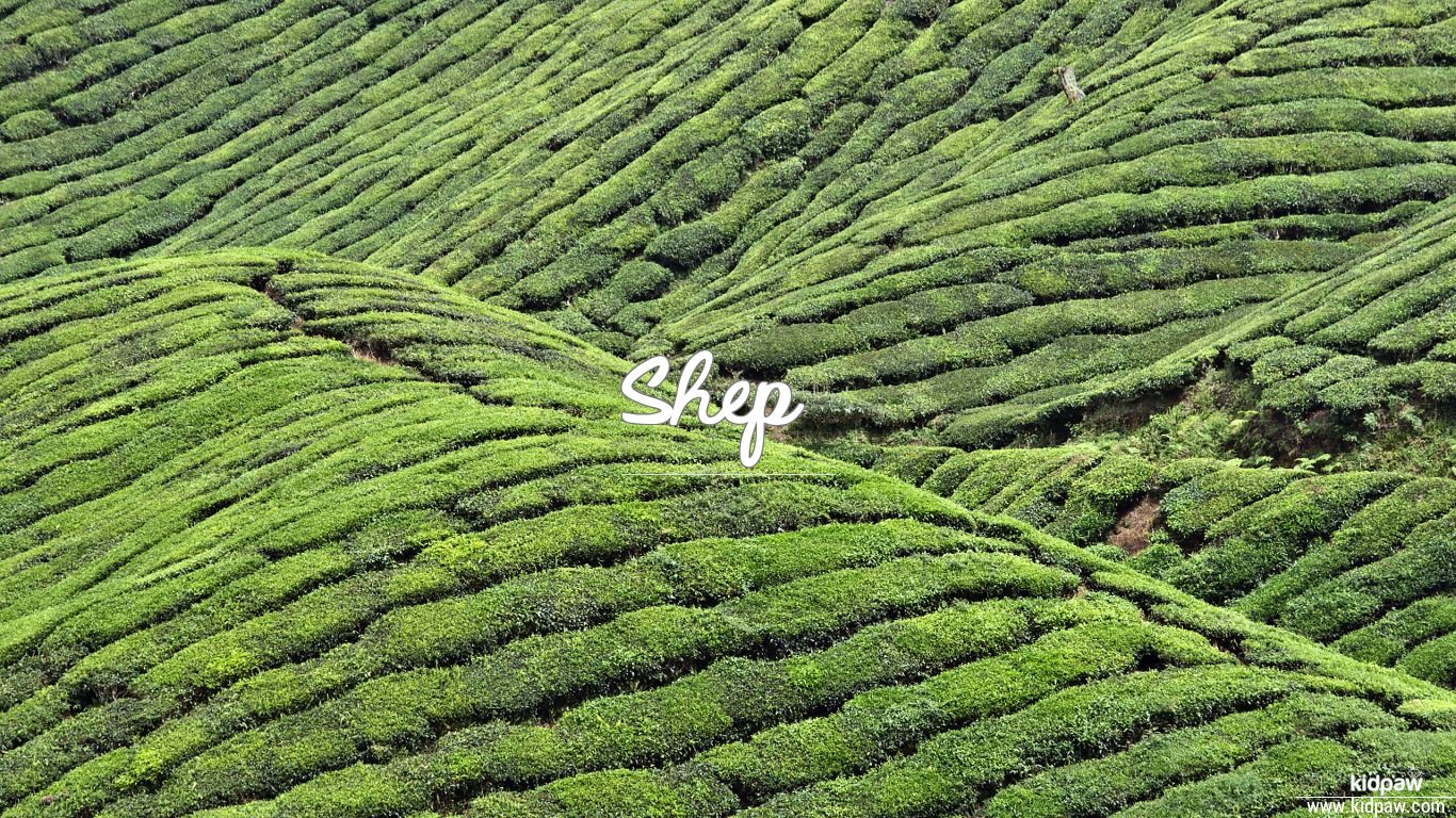 Shep 3D Name Wallpaper for Mobile, Write Name on Photo Online