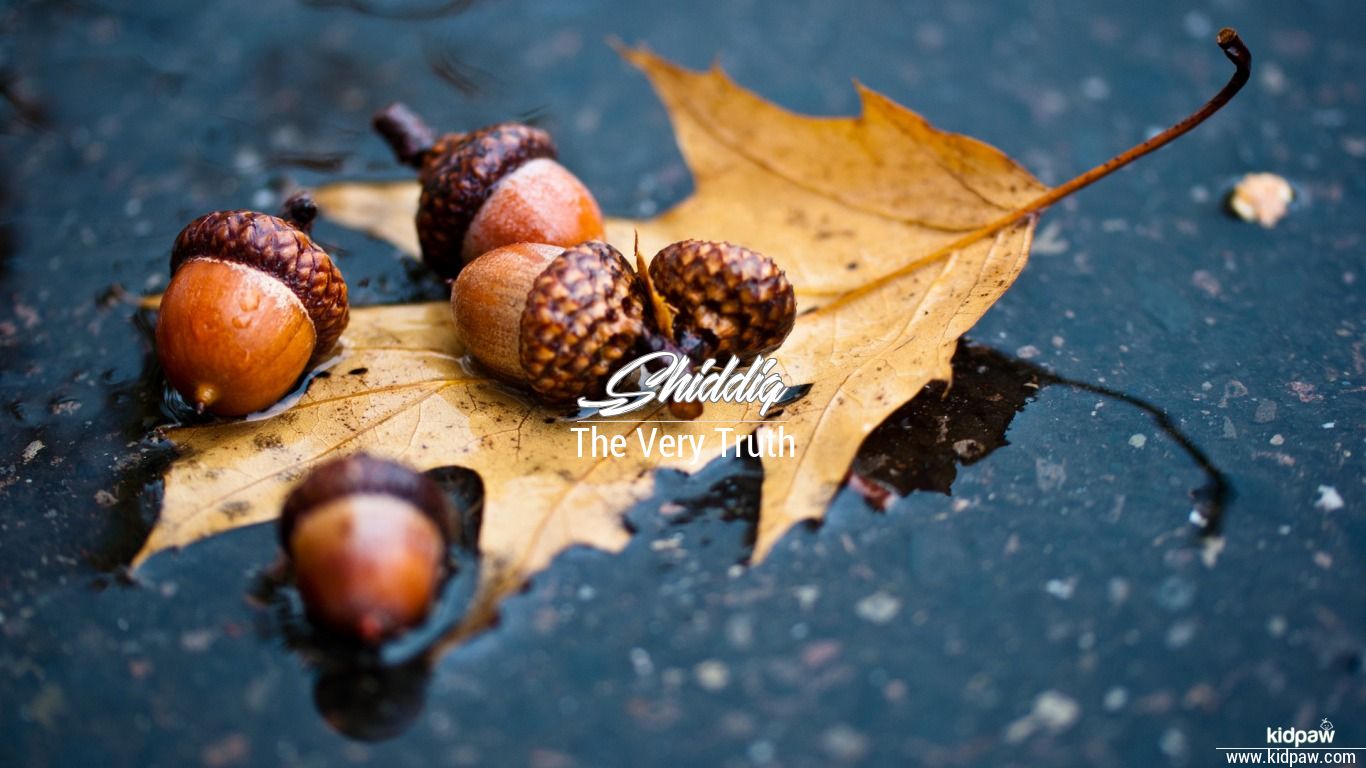 Shiddiq 3D Name Wallpaper for Mobile, Write شیديق Name on Photo Online