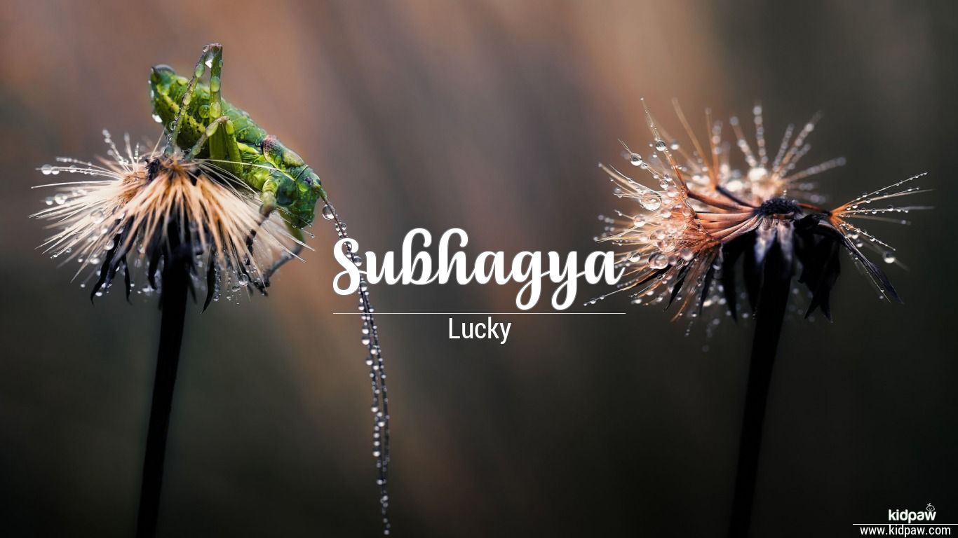 Subhagya 3D Name Wallpaper for Mobile, Write सुभाग्य Name on Photo Online