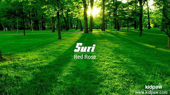 Suri 3D Name Wallpaper for Mobile, Write सूरी Name on Photo Online