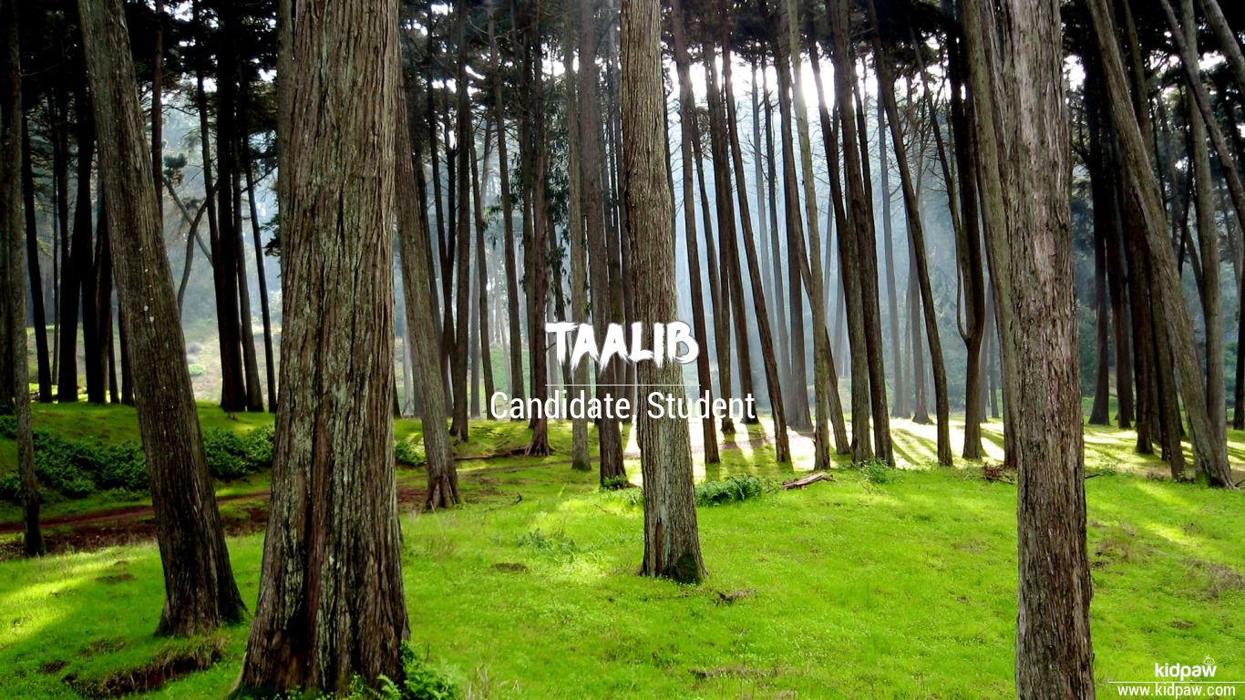 Taalib Name Meaning in English & Urdu, Origin, Luck Number