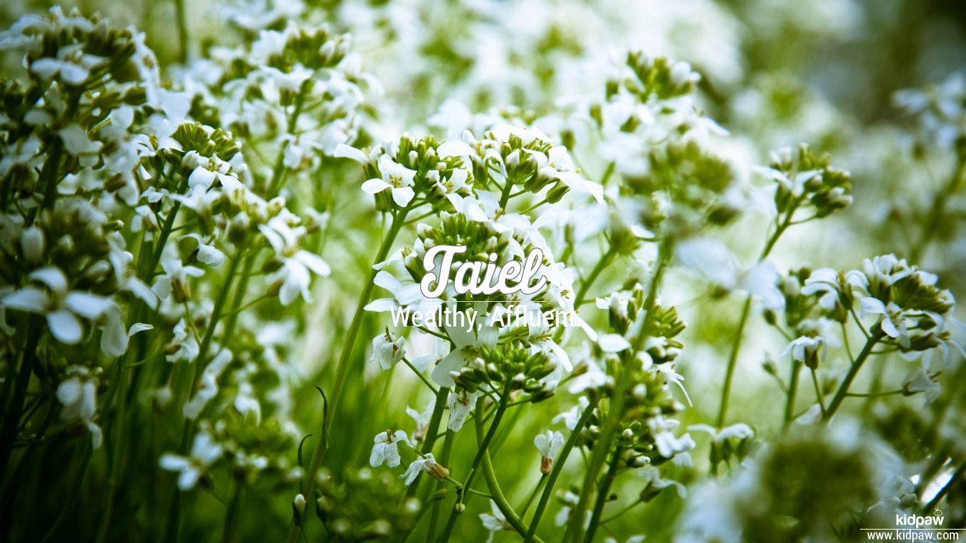 Taiel 3D Name Wallpaper for Mobile, Write Name on Photo Online