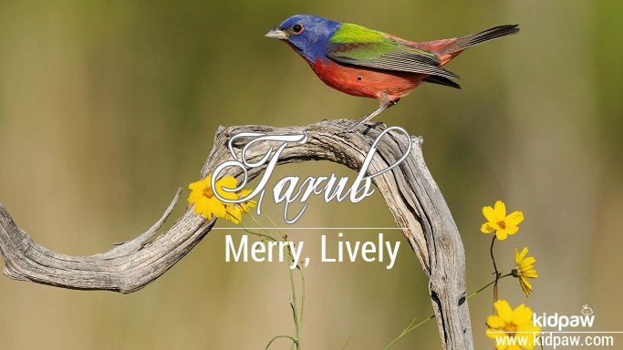 Tarub 3D Name Wallpaper for Mobile, Write طرب Name on Photo Online