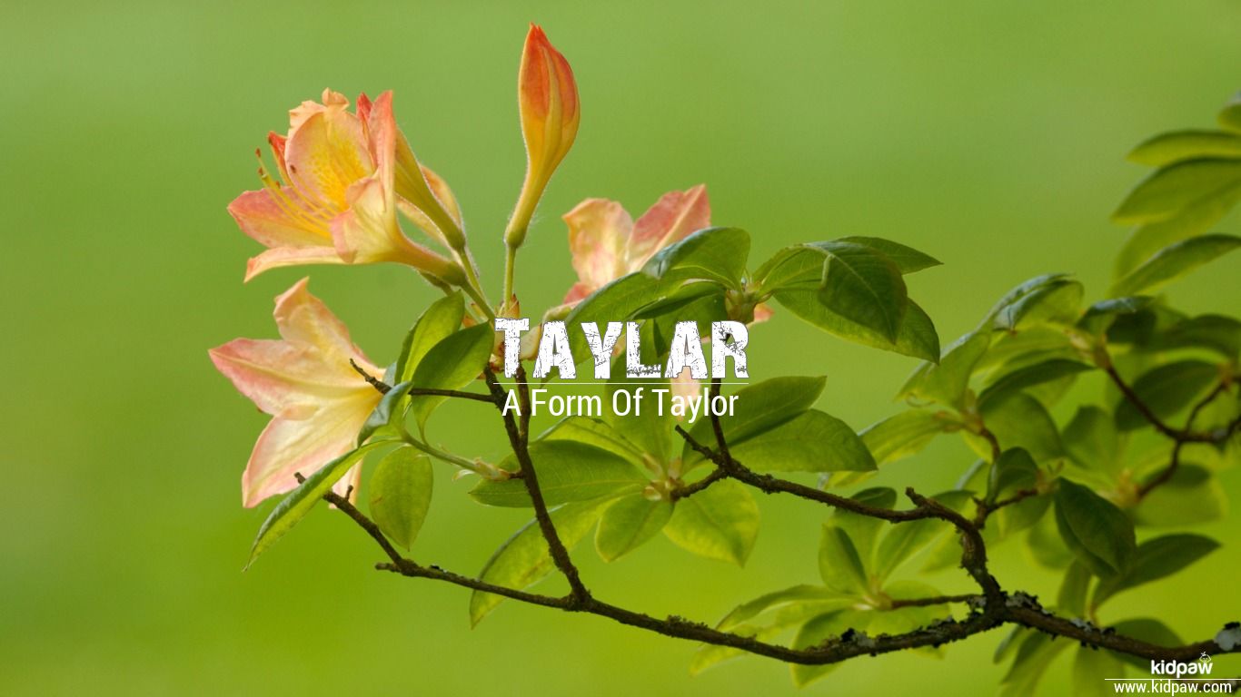 Taylar 3D Name Wallpaper for Mobile, Write Name on Photo Online
