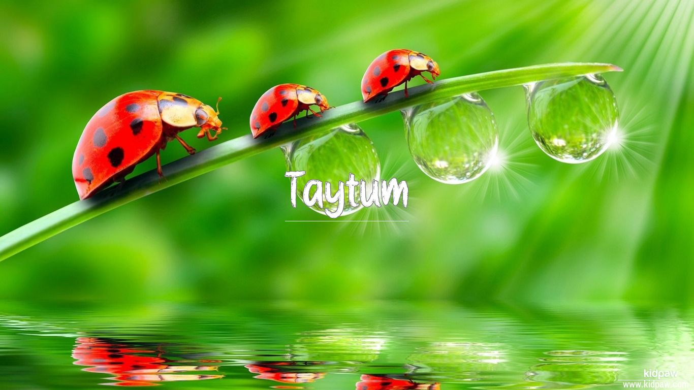 Taytum 3D Name Wallpaper for Mobile, Write Name on Photo Online