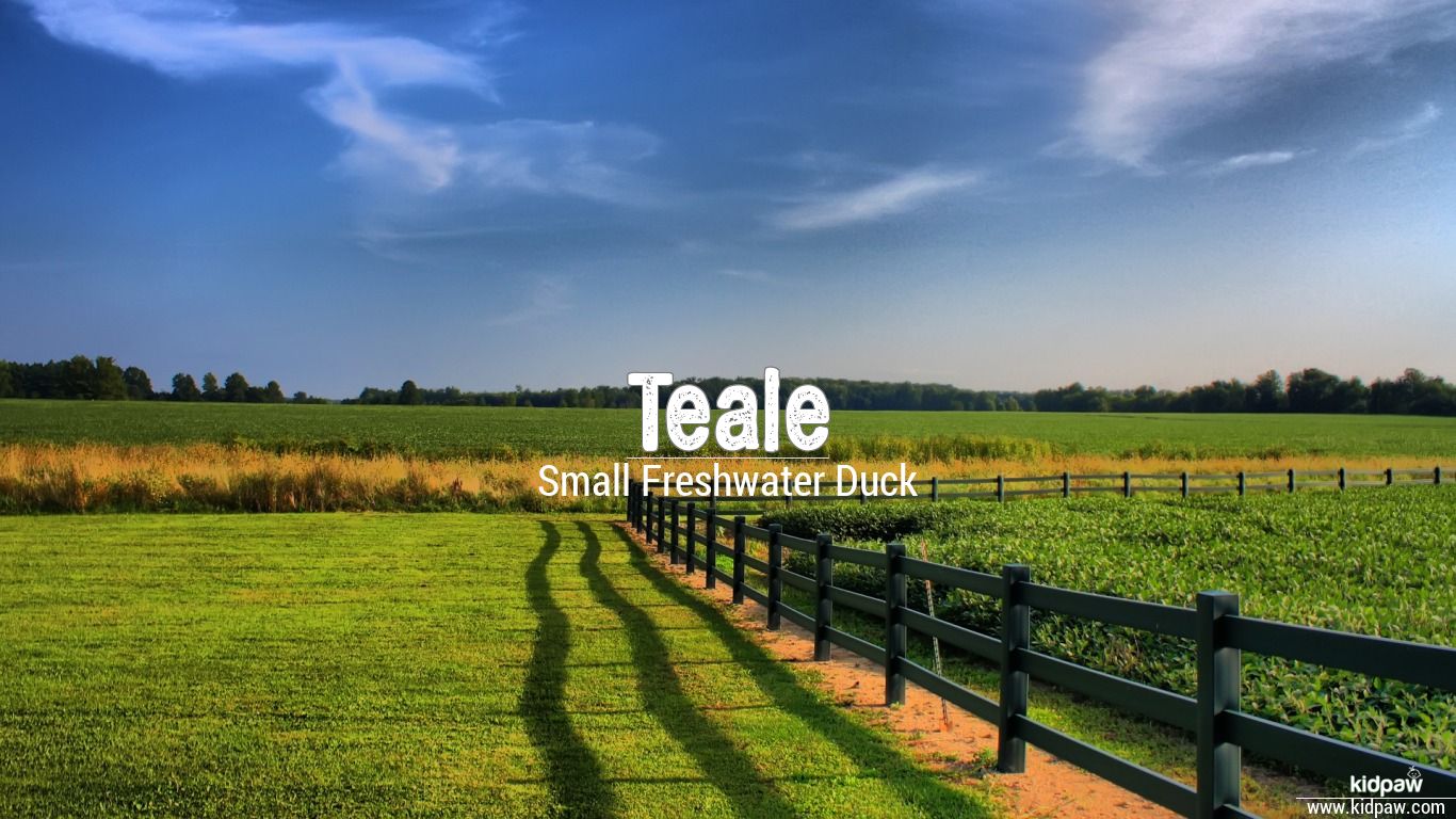 Teale 3D Name Wallpaper for Mobile, Write Name on Photo Online