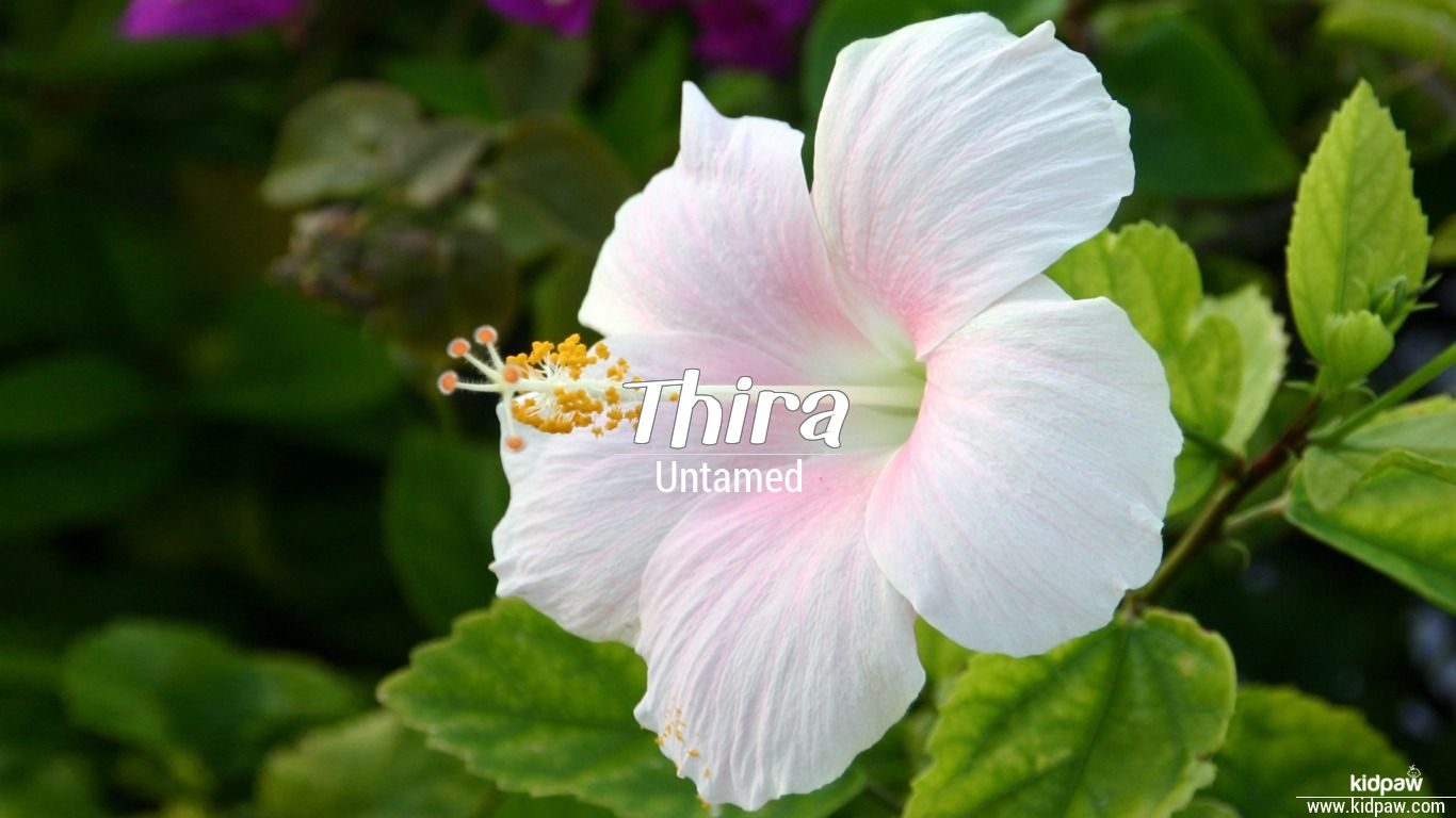 Thira 3D Name Wallpaper for Mobile, Write Name on Photo Online
