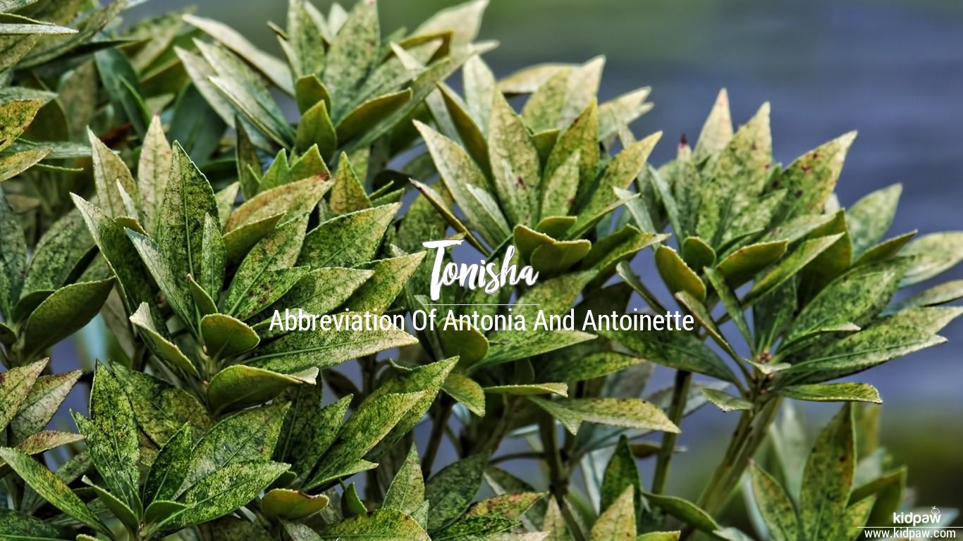 Tonisha 3D Name Wallpaper for Mobile, Write Name on Photo Online