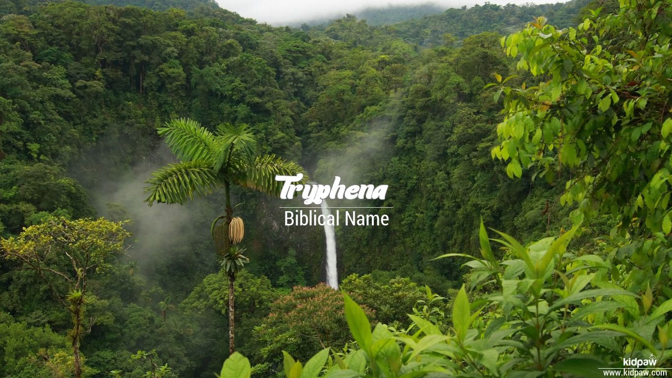 Tryphena 3D Name Wallpaper for Mobile, Write Name on Photo Online