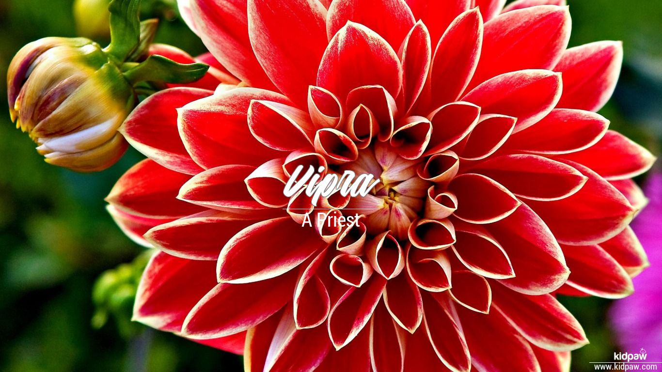 विप्रा | Vipra Name Meaning in Hindi & English, Rashi, Nakshatra ...