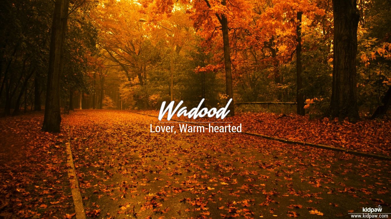Wadood 3D Name Wallpaper for Mobile, Write ودود Name on Photo Online