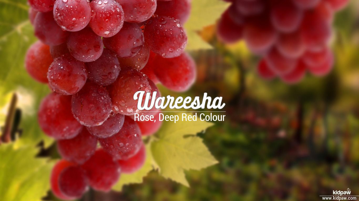 Wareesha Name Meaning in Urdu وریشہ نام کی تفصیل، لکی نمبر