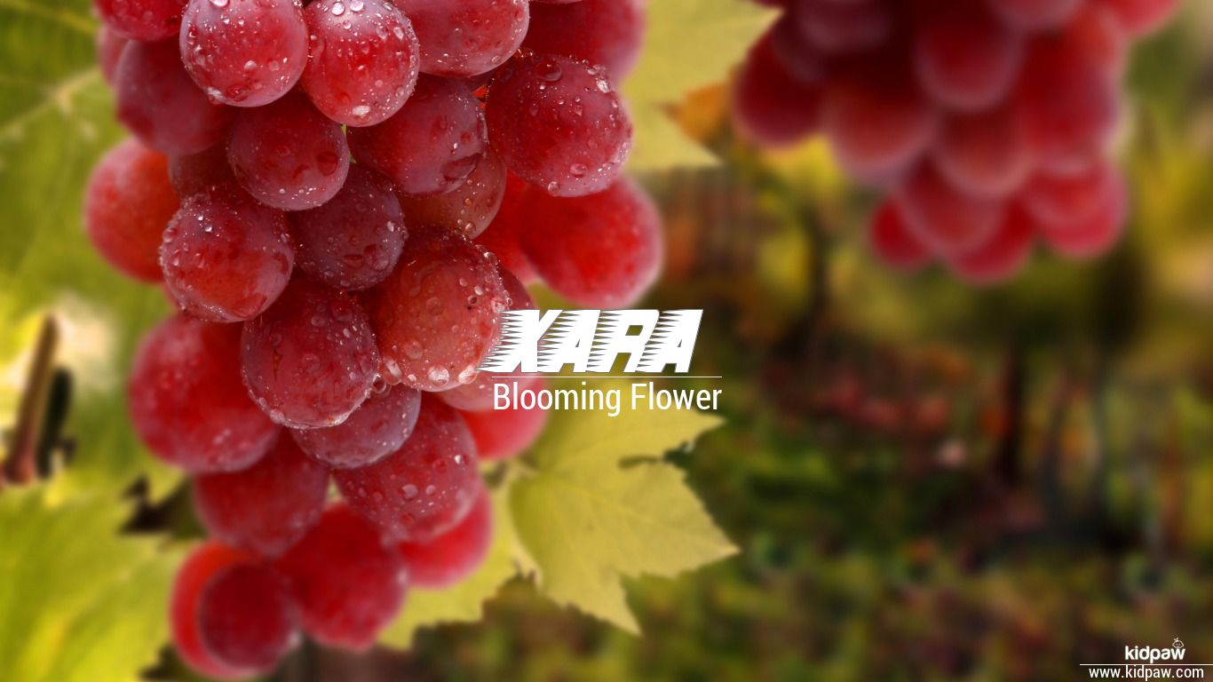 Xara 3D Name Wallpaper for Mobile, Write Name on Photo Online