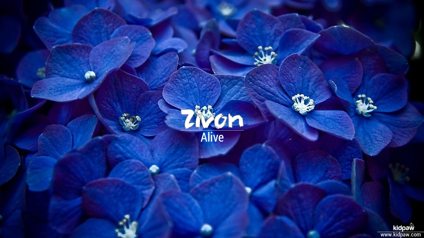 Zivon 3D Name Wallpaper for Mobile, Write Name on Photo Online